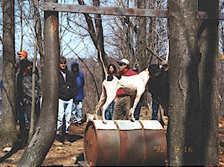 Gun Dog Training